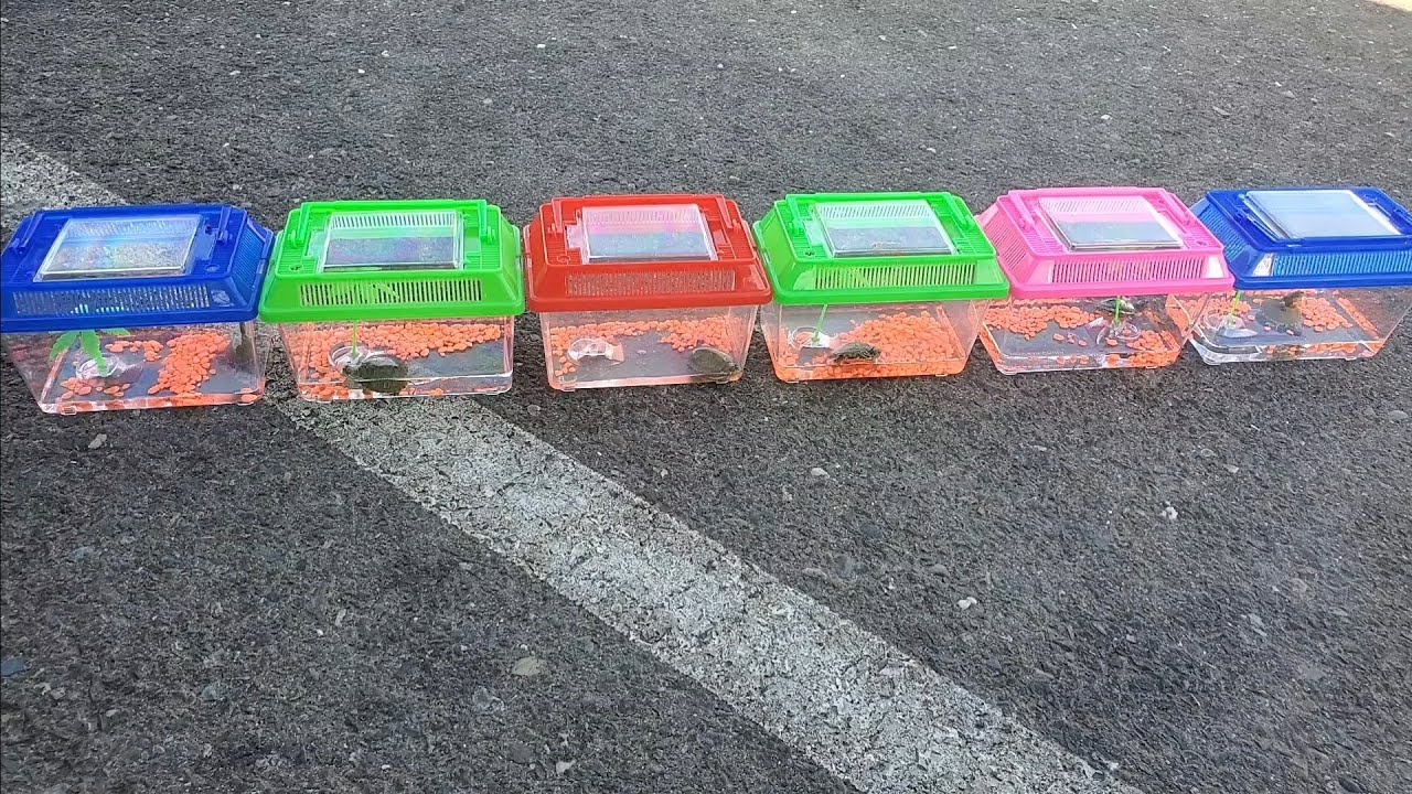 $10 for cute little turtles, includes container. Super deal at flea ...