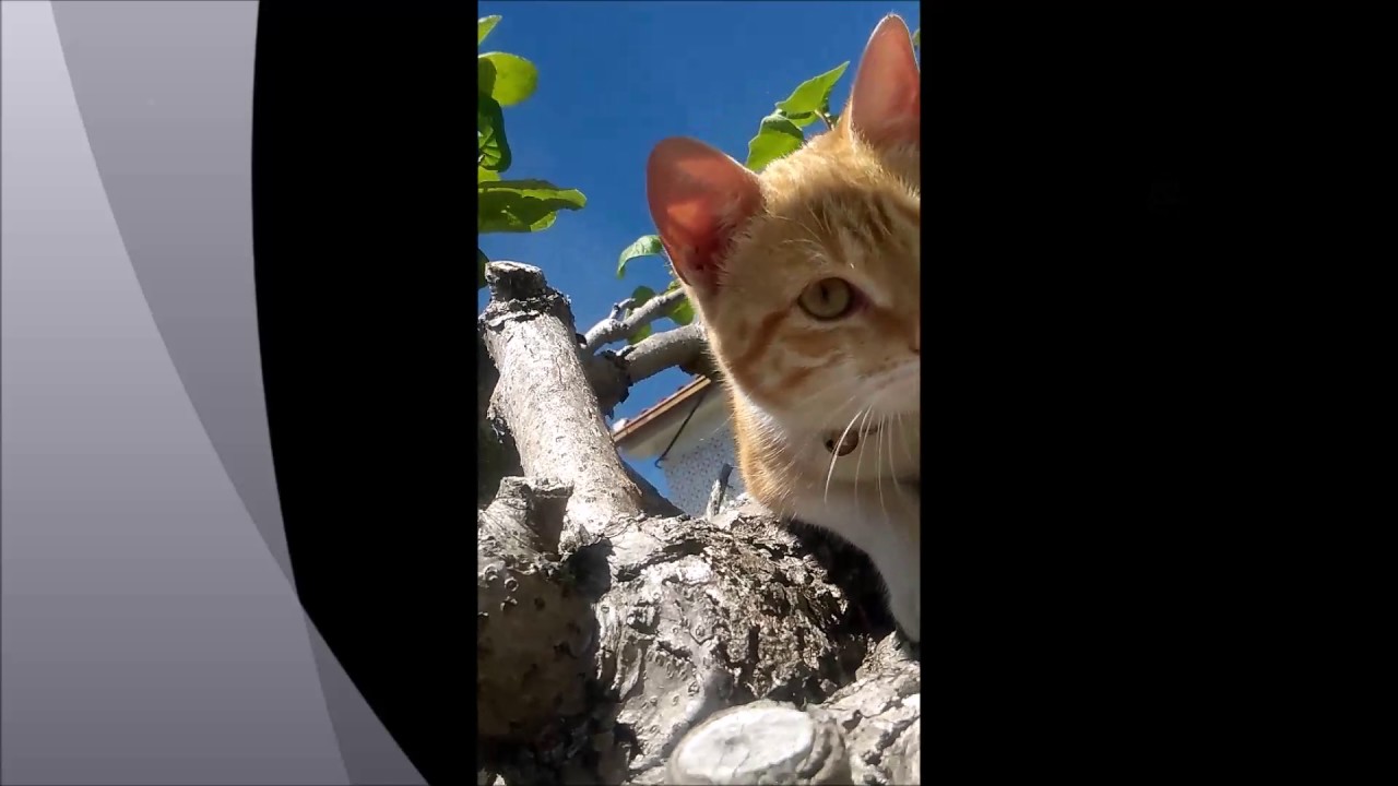 Gatinho Simpático Musica Trio Clave - YouTube