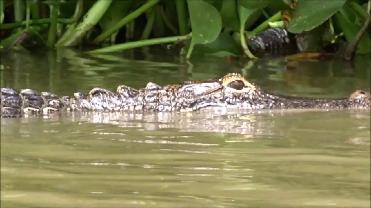 Kayaking with the American Alligator on Armand Bayou. Pinky's Kayak ...
