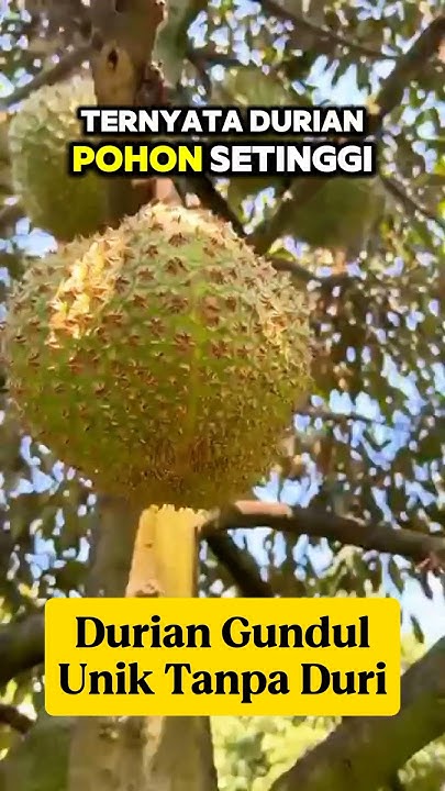 Durian Gundul Asli Lombok‼️Unik Tanpa Duri & Langka " Si Gundul NTB" #buah #durian #durianlover ...