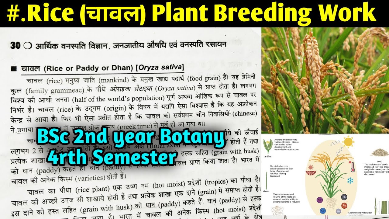Rice or Paddy Plant || Plant Breeding work in India || BSc 2nd year ...
