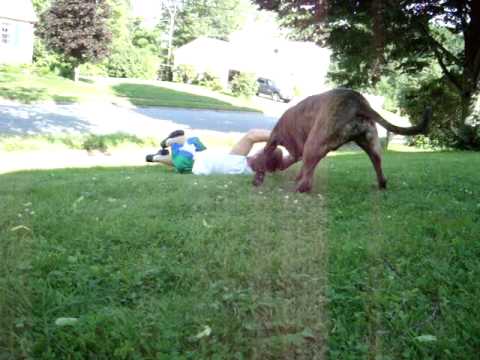 Dog vs Alligator - YouTube