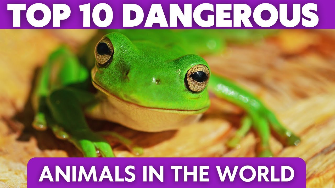 Fearsome Creatures: Top 10 Most Dangerous Animals in the World! - YouTube