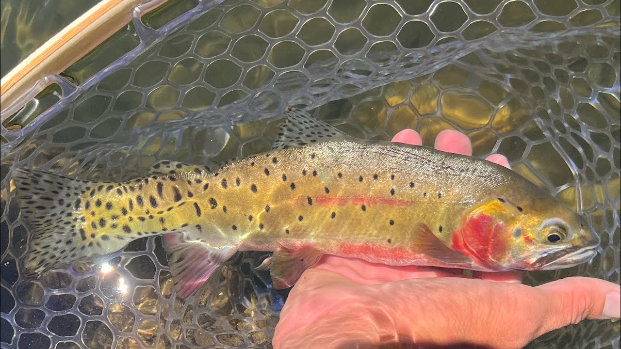 Fishing For Greenback Cutthroat Trout in Rocky Mountain National Park ...