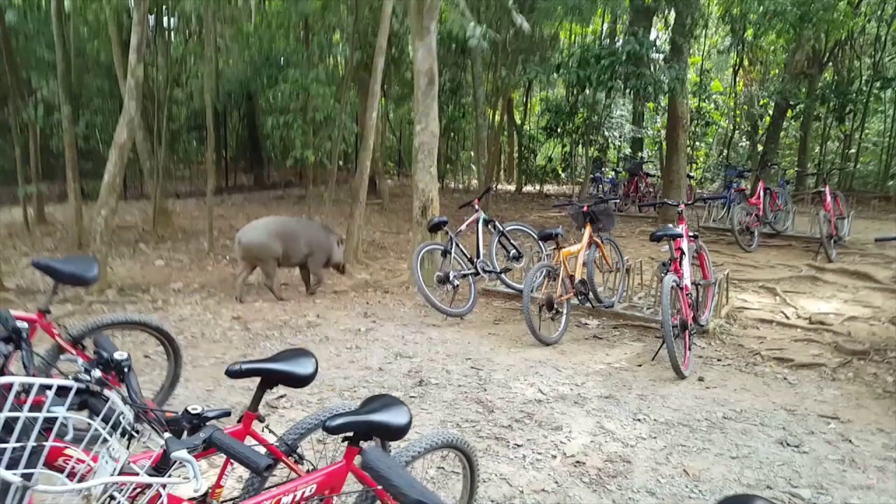 Pulau Ubin/Advanced Birthday Vlog - Singapore Vlog 2016 - YouTube