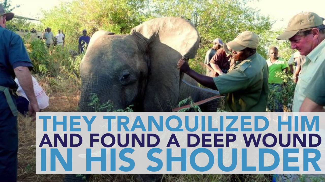 Injured Elephant Seeks Out Humans for Help - YouTube