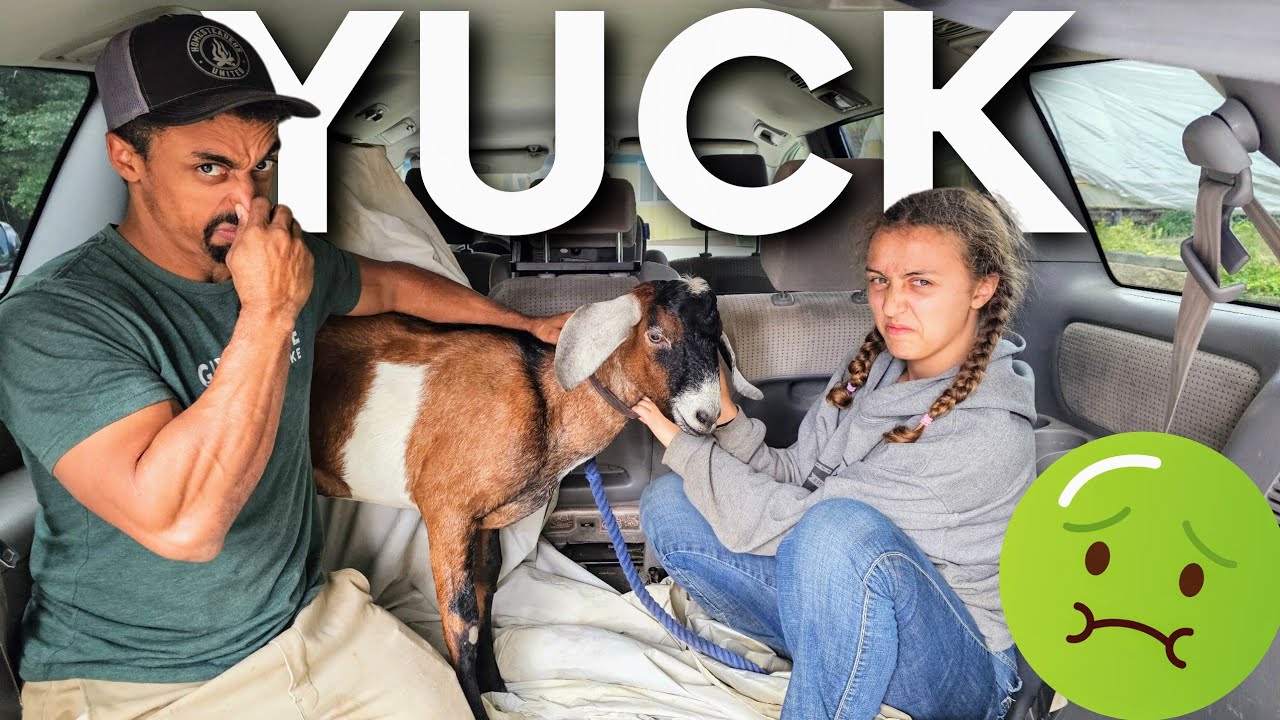 CRAZY?! 🤯 We're STUCK in Minivan 🚐 with a STINKY & YUCKY Male Goat 🐐 ...