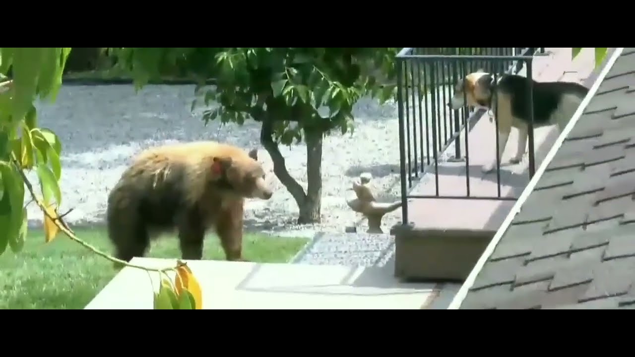 Brave Dog Keeps Bear Away with voice over - YouTube