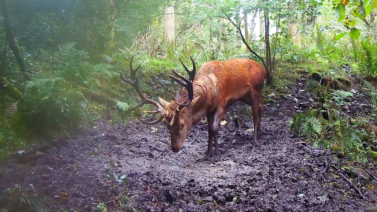 HUGE Stag On Trail Camera At The Wallow - YouTube