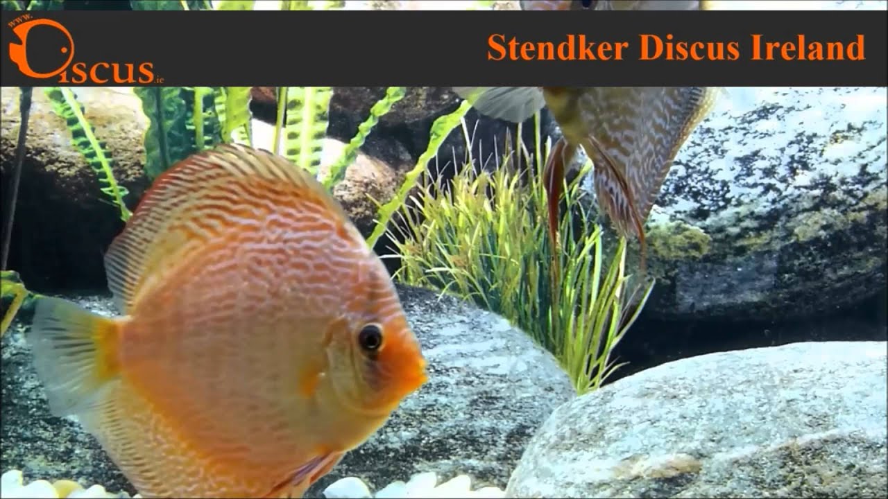 Discus.ie - Stendker Snake Skin Red size from 5 cm up to Jubo - YouTube