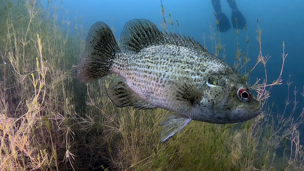 Scuba Diving in Pennsylvania Lake Allure - YouTube