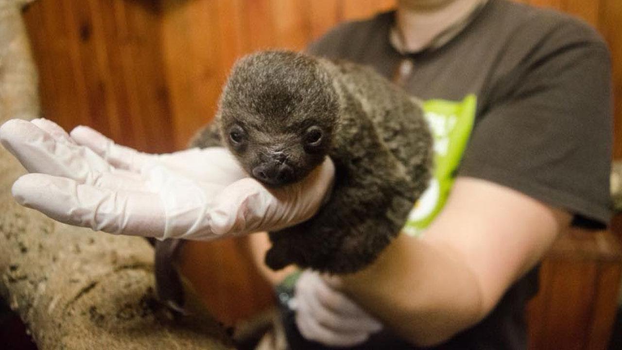 Baby Sloth's Birth Was a Welcome Surprise to Zoo Staff - YouTube