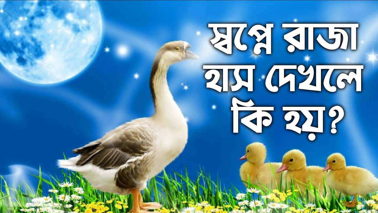 স্বপ্নে রাজা হাস দেখলে কি হয় | shopne raja hash dekhle ki hoy ...