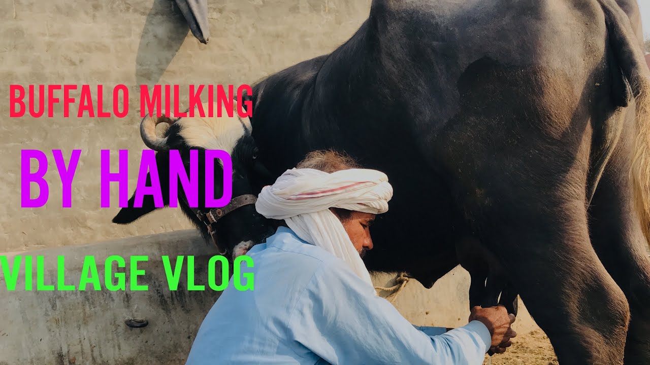 Buffalo milking by hand |buffalo ka dudh nikalny ka tarika| end tak ...