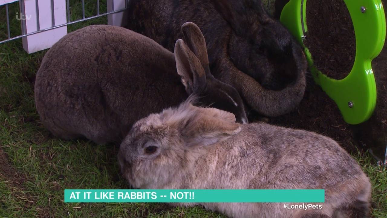 Could Your Rabbit Be Depressed? | This Morning - YouTube