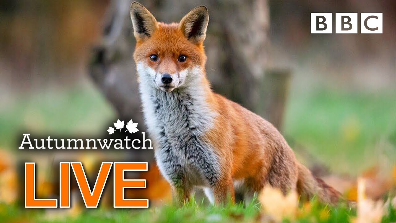 Cute wildlife cams UK 29 Oct 🦔🐾🐿 | BBC Autumnwatch - YouTube