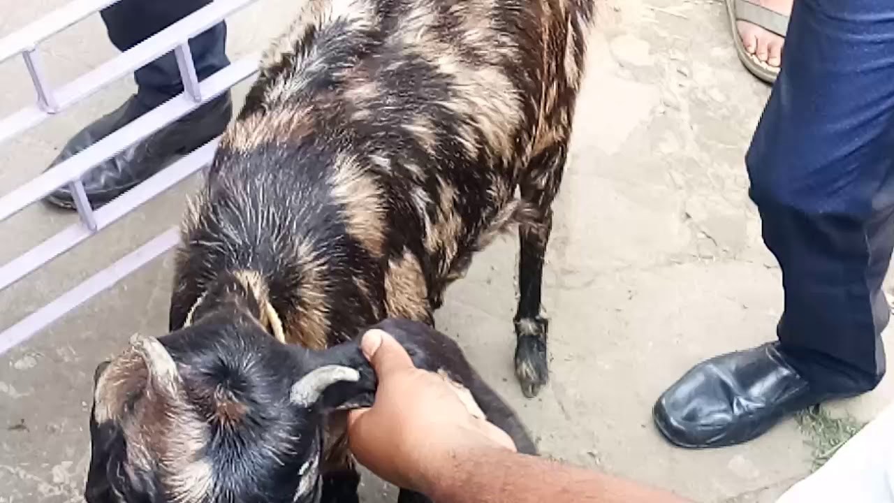 Goat Treatment [ ছাগলের রক্ত পরীক্ষা ] Anemia Test | Goat Blood Test ...