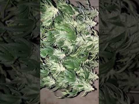 18+ end of week 9 part 2 oops 🧙‍♂️🔥💨💚