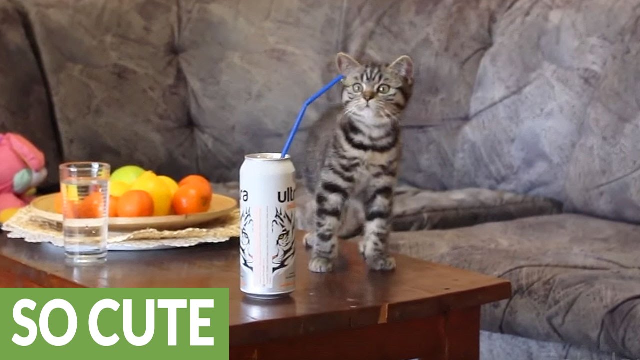 Kitten completely fascinated by drinking straw - YouTube