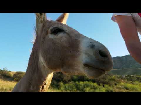 Esel auf der Olive Dell Ranch Nudist Resort (Colton, Kalifornien)