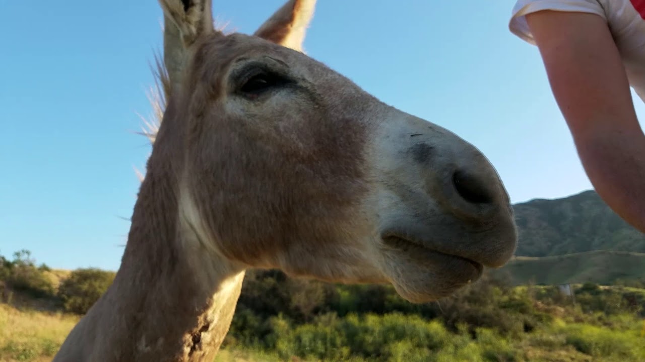 Donkeys at Olive Dell Ranch Nudist Resort (Colton, California) - YouTube
