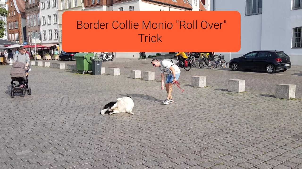 Border Collie Monio "Roll Over" Trick #bordercollie #monio #rollover # ...