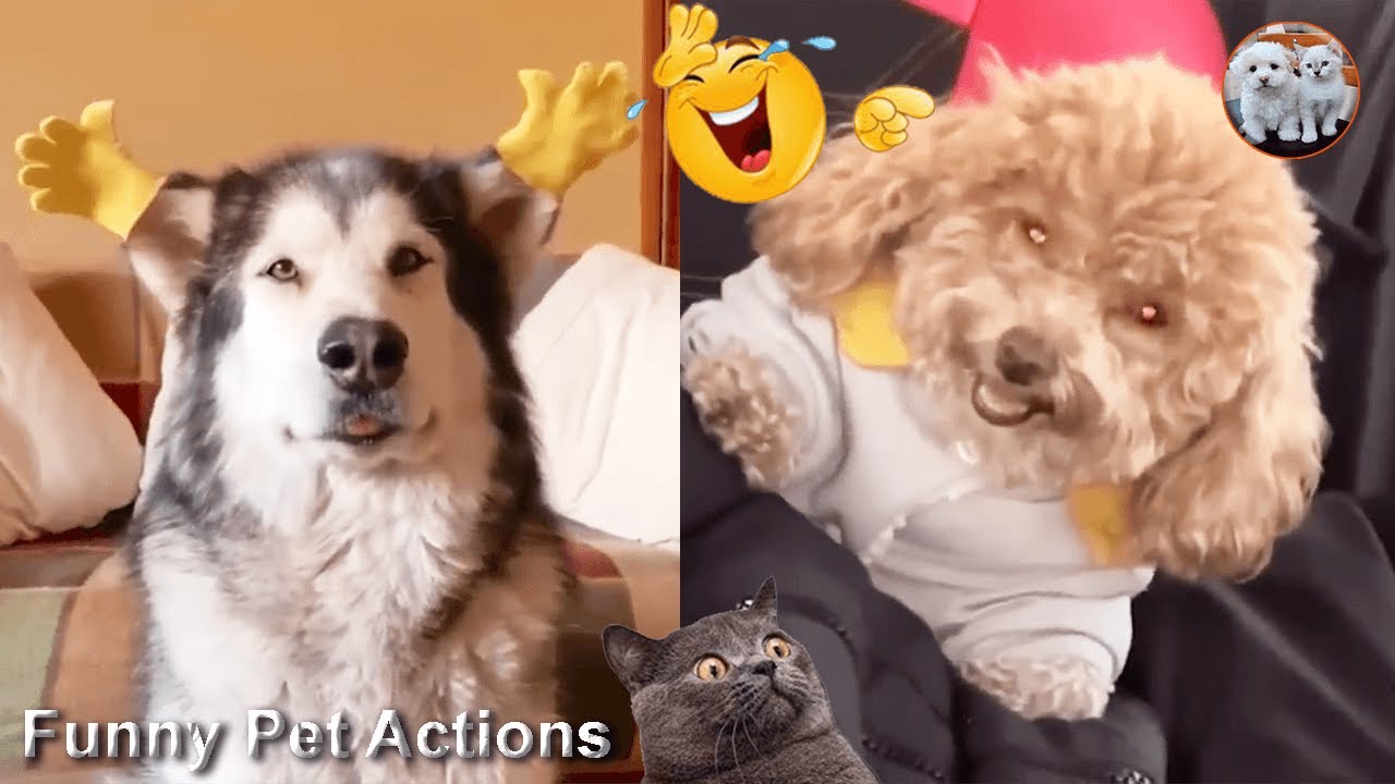 "Funny Animal Bloopers You Have to See to Believe" | V109 | - YouTube