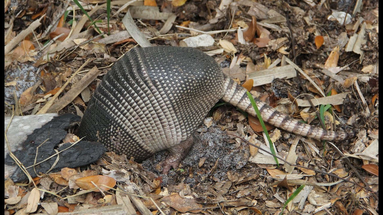 Nine-Banded Armadillo in Action - Close Up Footage in HD Weedon Island ...