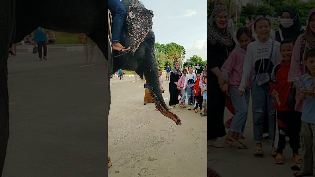 scary elephant - YouTube