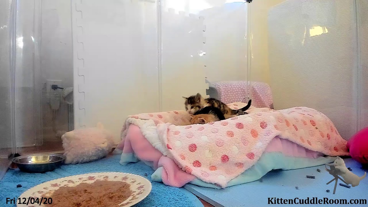 Kitten Cuddle Room Live Stream - YouTube