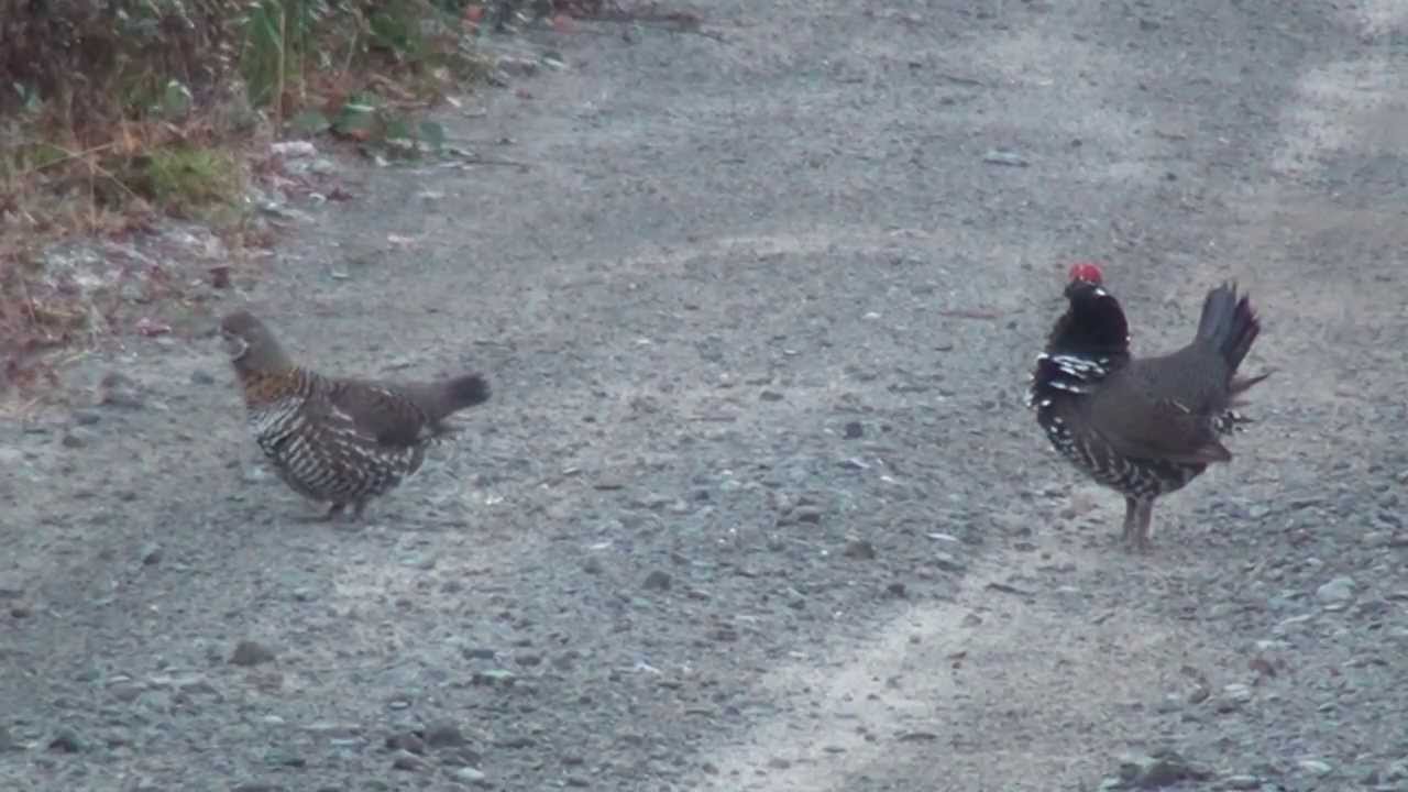 The Funky Chicken - Mating ritual of Spruce Grouse - YouTube