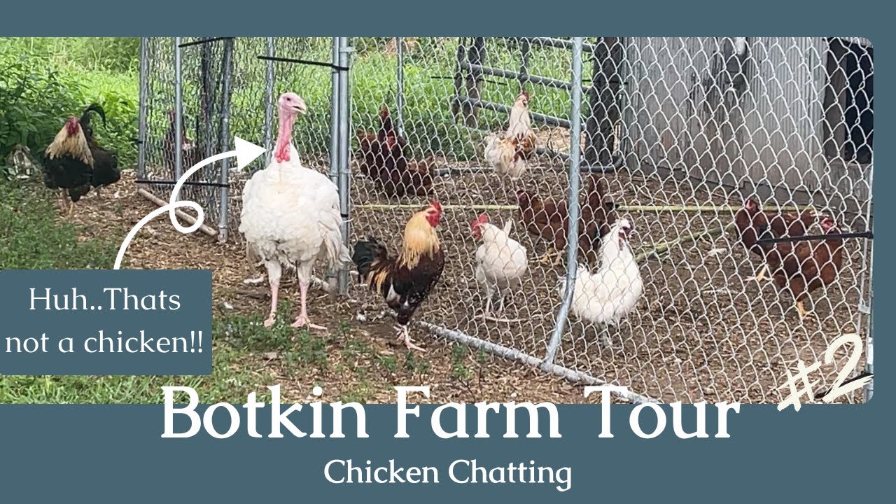 Botkin Farm - Chicken Chatting - YouTube
