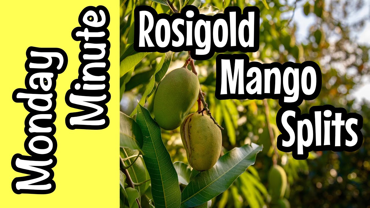 Monday Minute | 'Rosigold' Mango Splits - YouTube