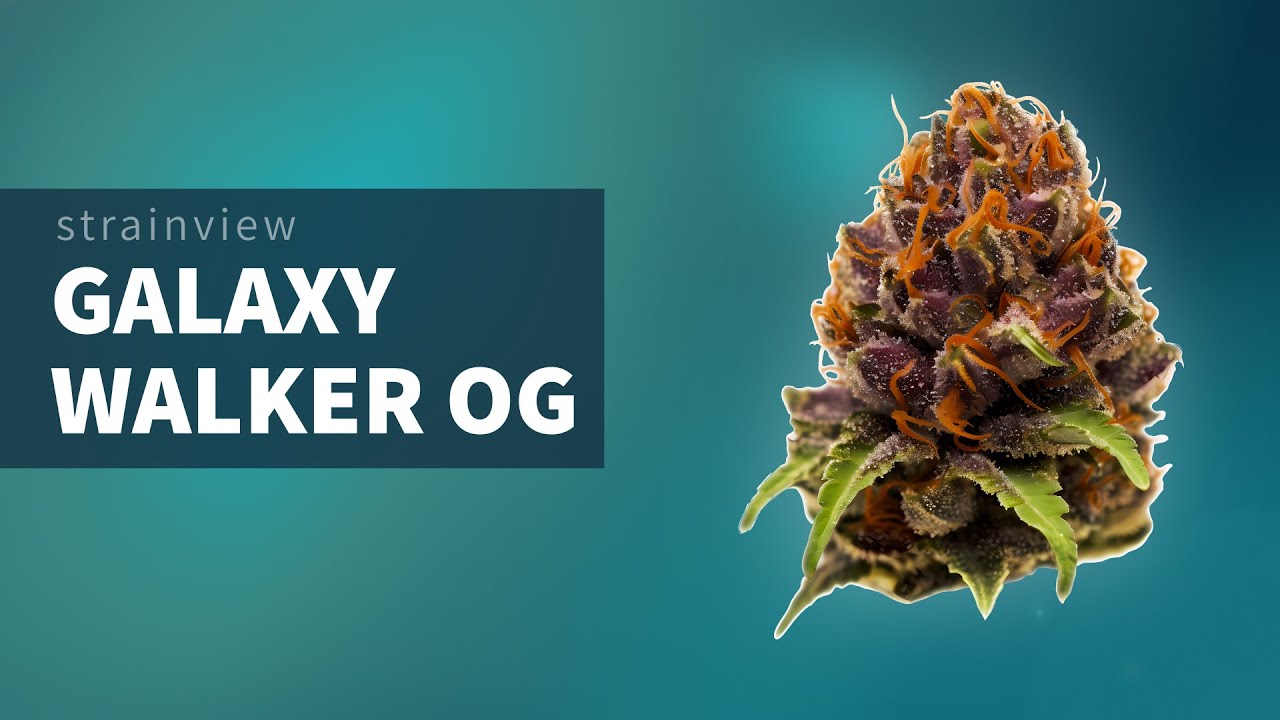 Galaxy Walker OG - StrainView - YouTube