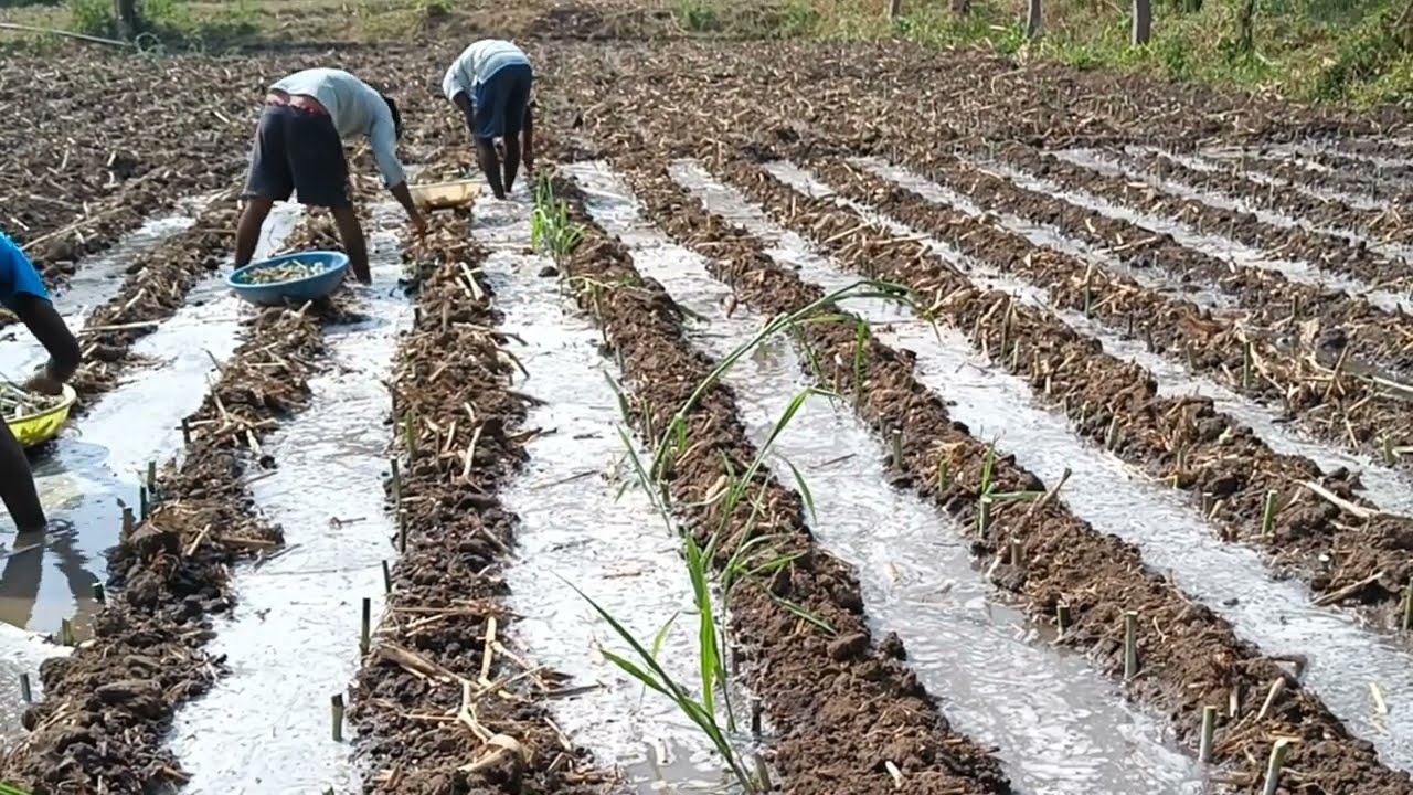 Super Napier Plantation - YouTube