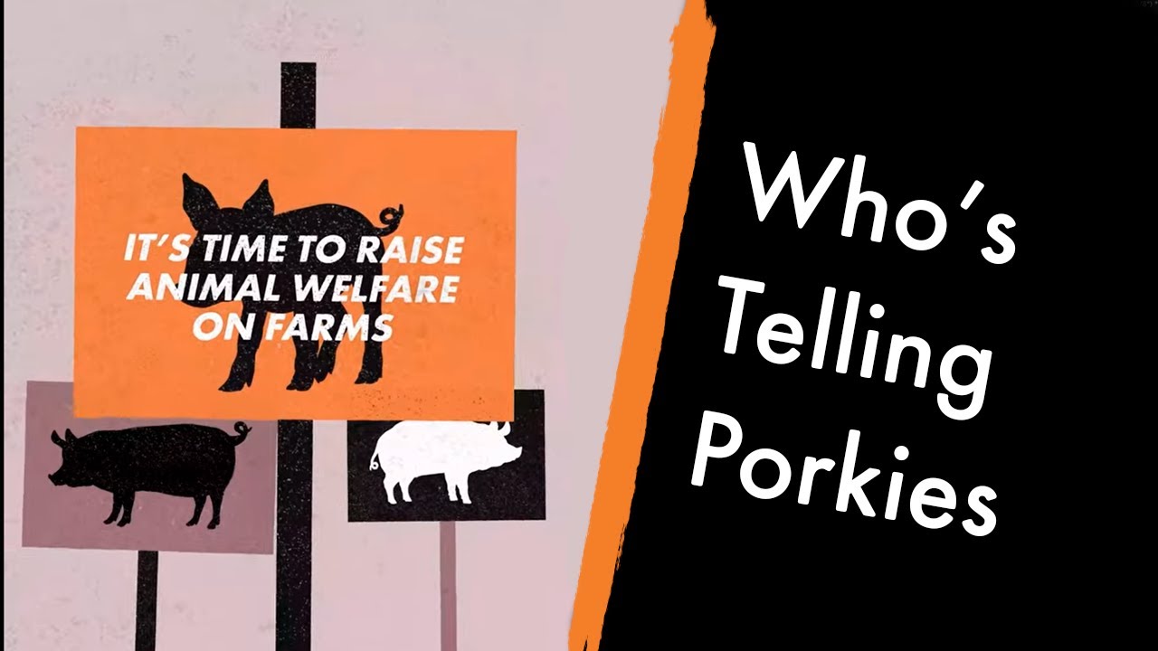 Who's Telling Porkies? - YouTube