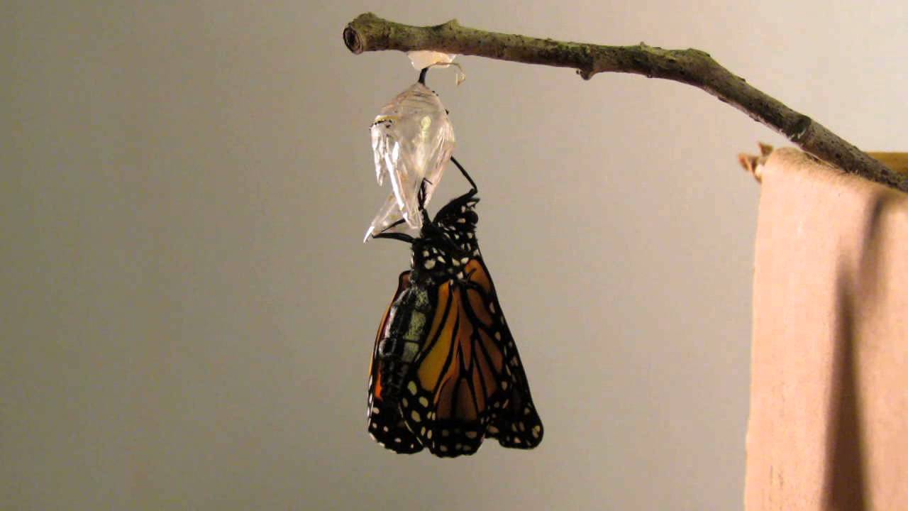 Monarch Butterfly emergence-Transformation (HD) - YouTube