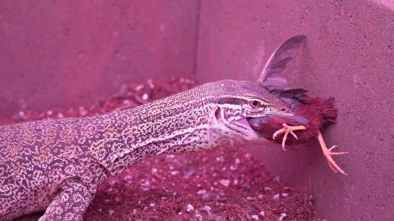 Sand Monitor eats a couple more button quail (live feeding) - YouTube