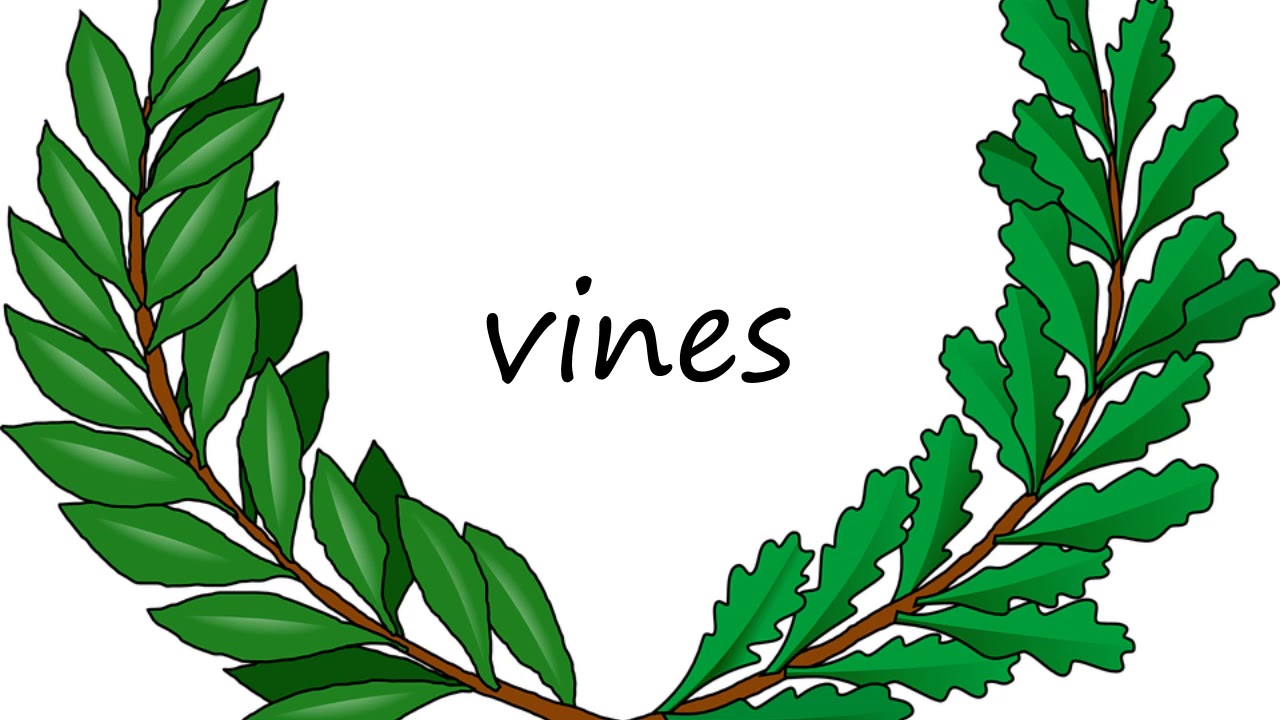 How to say vines in English? - YouTube