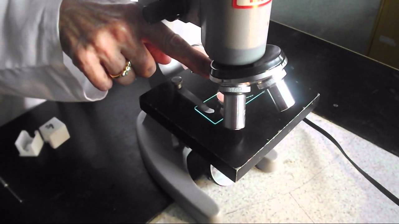 Using a monocular microscope making a slide - YouTube