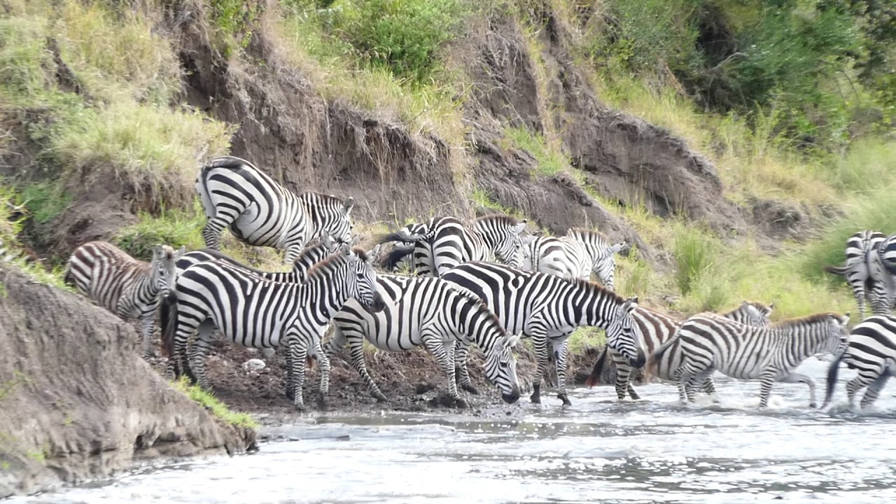 Zebras Crossing Talek River, Kenya, Maasai Mara, August 2018 - YouTube