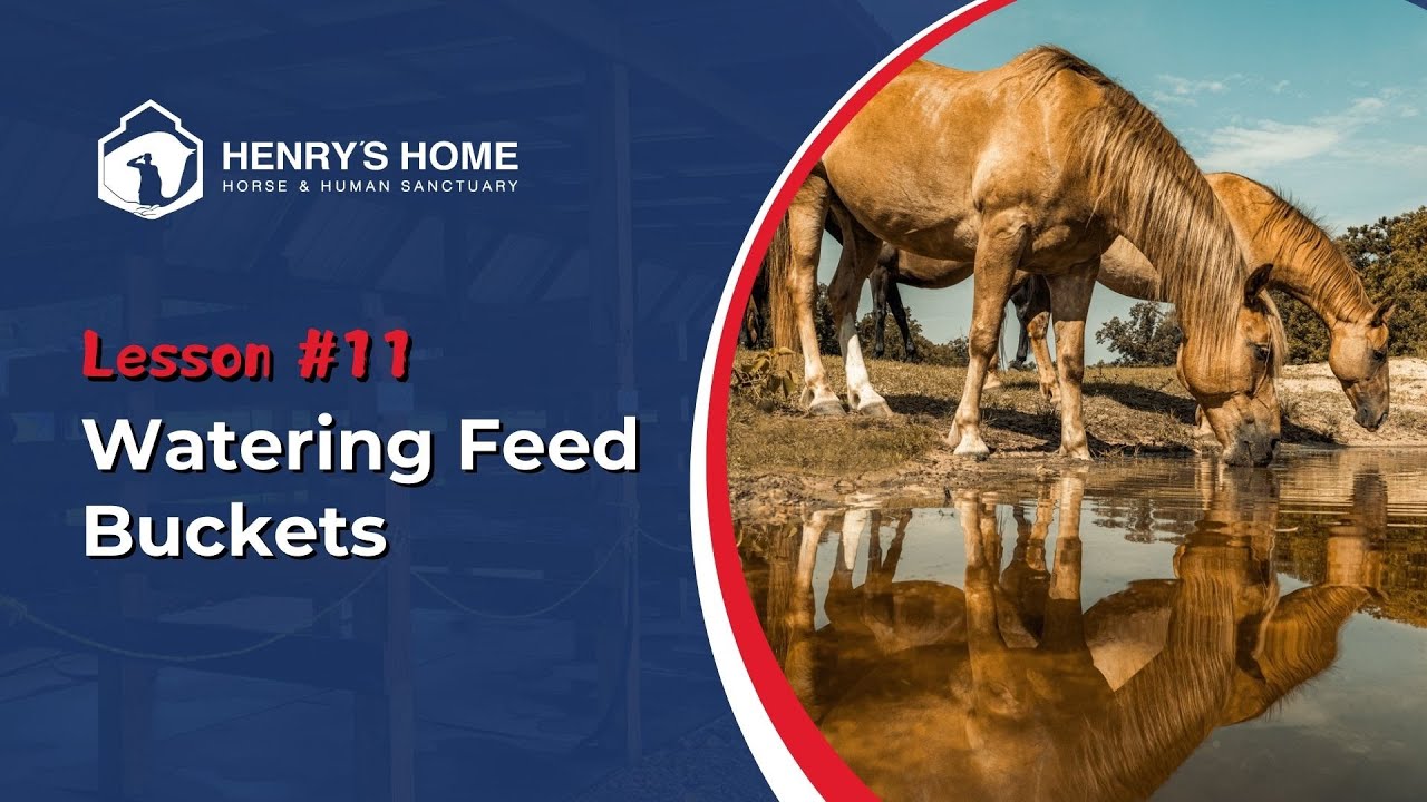 Lesson 11: Watering Feed Buckets - YouTube