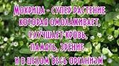 Тибетский молочный гриб - YouTube
