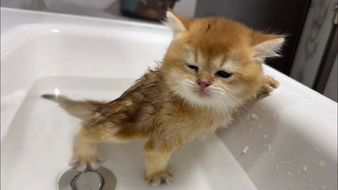 Poor kitten.The kitten is taking a bath for the first time and keeps ...