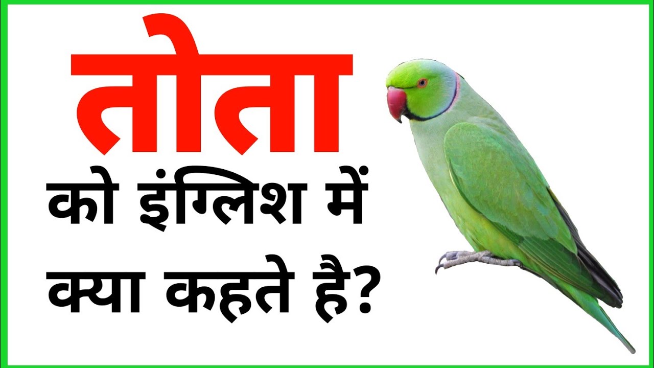 tota ka english meaning | tota ka matlab | tota ka english | tota ka ...