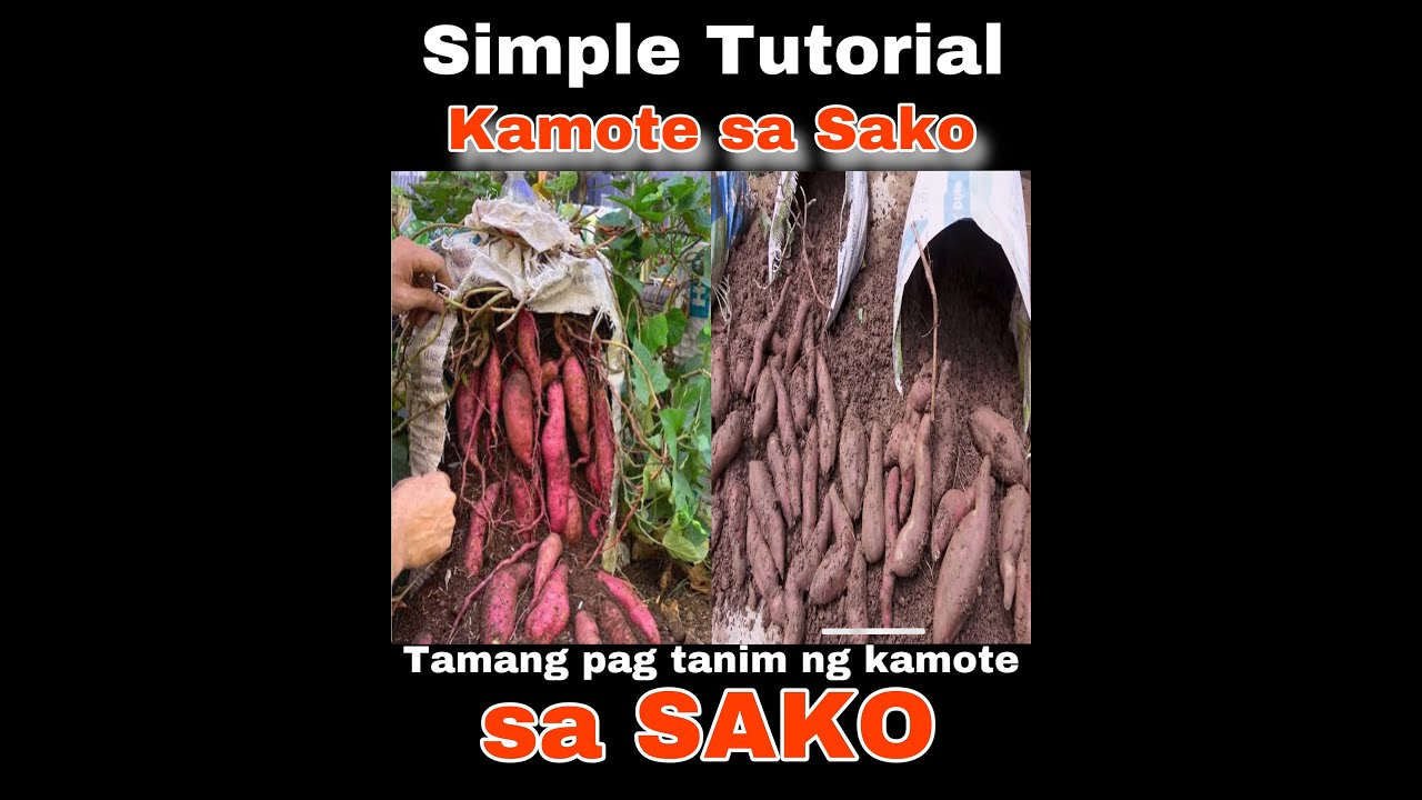 FASTEST METHOD OF GROWING SWEET POTATO KAMOTE - YouTube