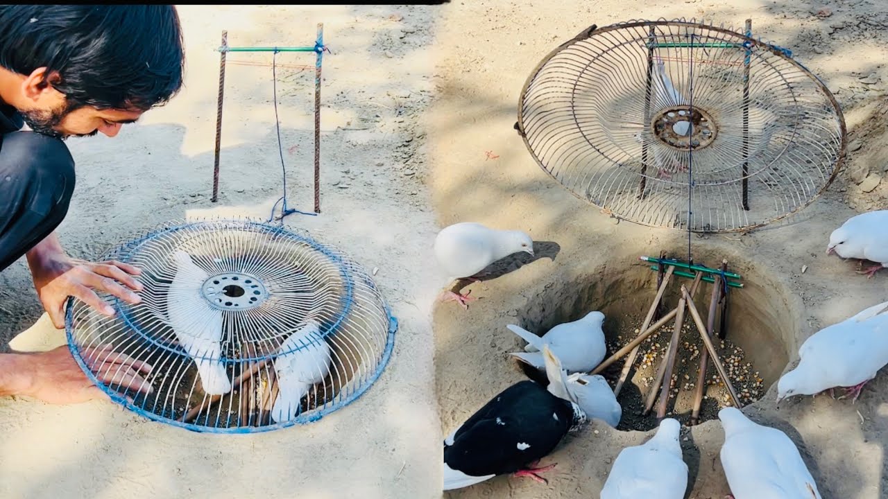 Real And Easy pigeon Catching Trap | Creative Birds Trap | @qbtraps ...