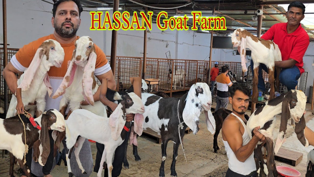 HASSAN Goat Farm HYDERABADI Goats BREEDLINE TOP Quality KIDS GULABI ...