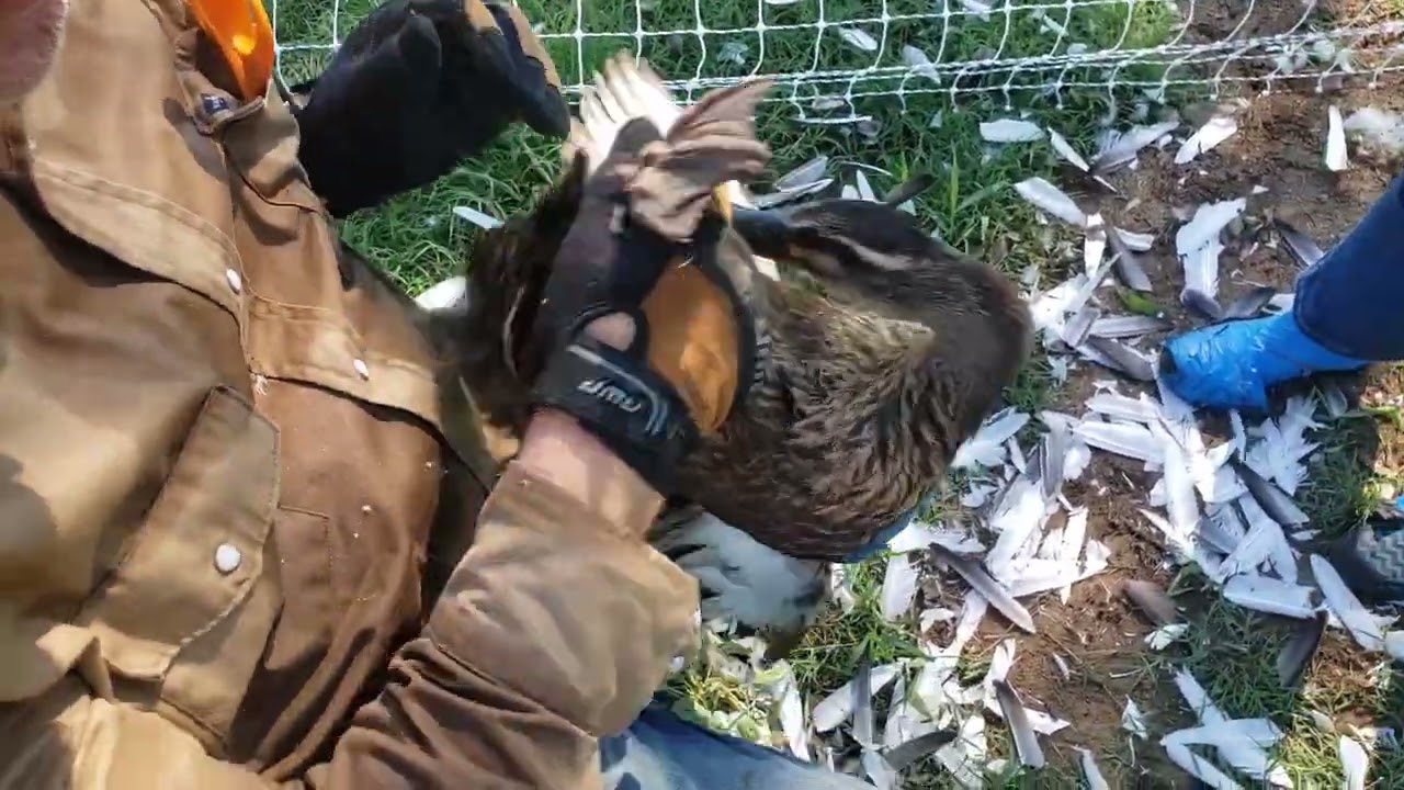Clipping duck flight feathers - YouTube