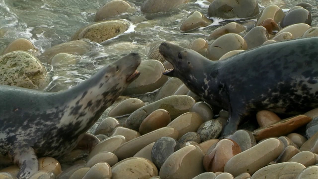 Discover wild Orkney: Autumn - YouTube